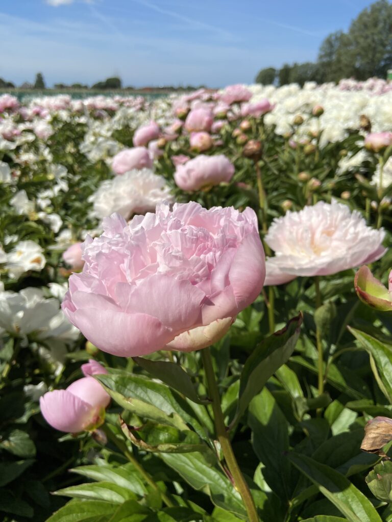 Peony Colonel Owens Cousins (Early) - Green Works - Specialist in Peonies