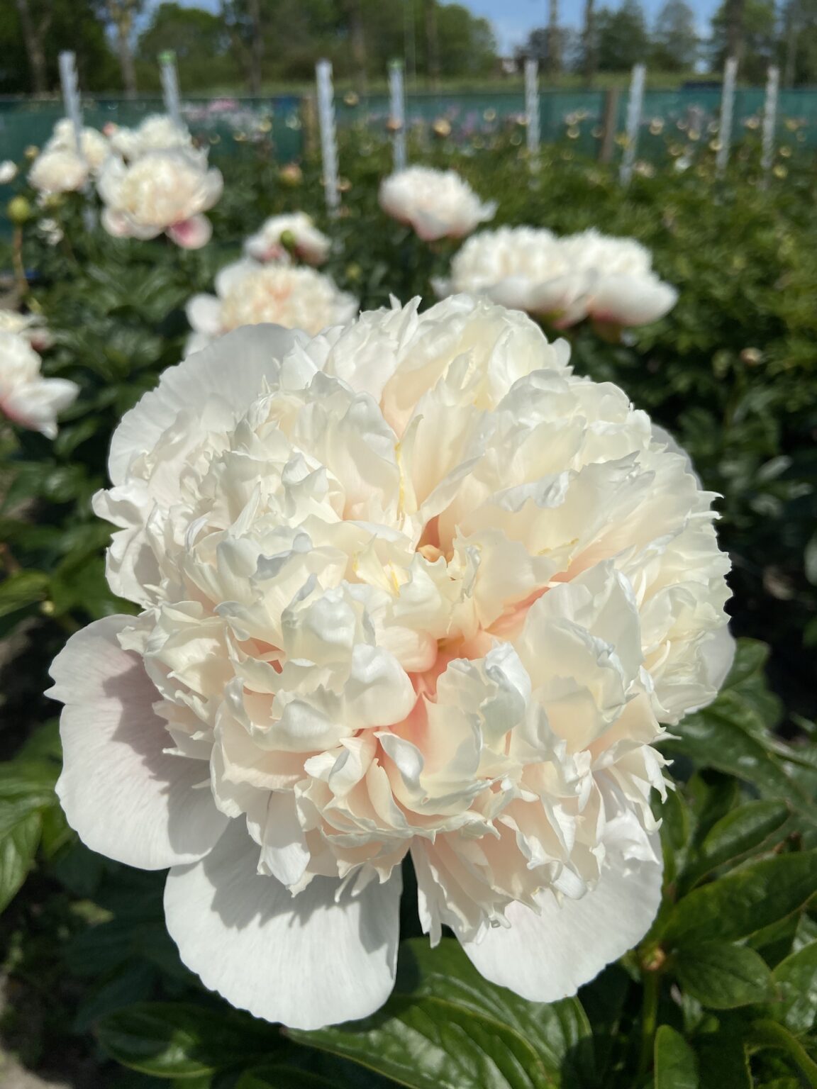 Peony Colonel Owens Cousins (Early) - Green Works - Specialist in Peonies
