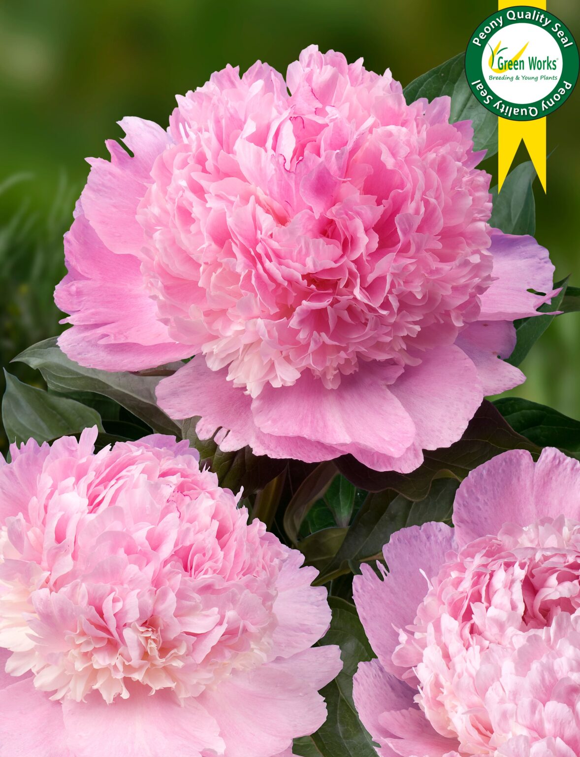 Peonies - Green Works - Specialist in Peonies