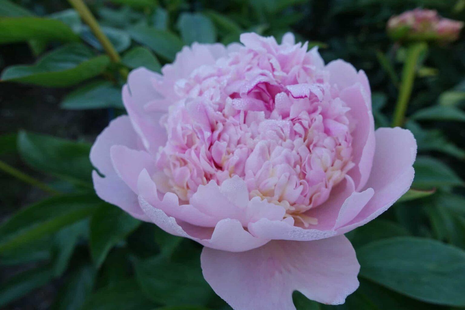 Peony Angel Cheeks (Early - mid.) - Green Works - Specialist in Peonies