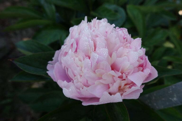 Peony Angel Cheeks (Early - mid.) - Green Works - Specialist in Peonies