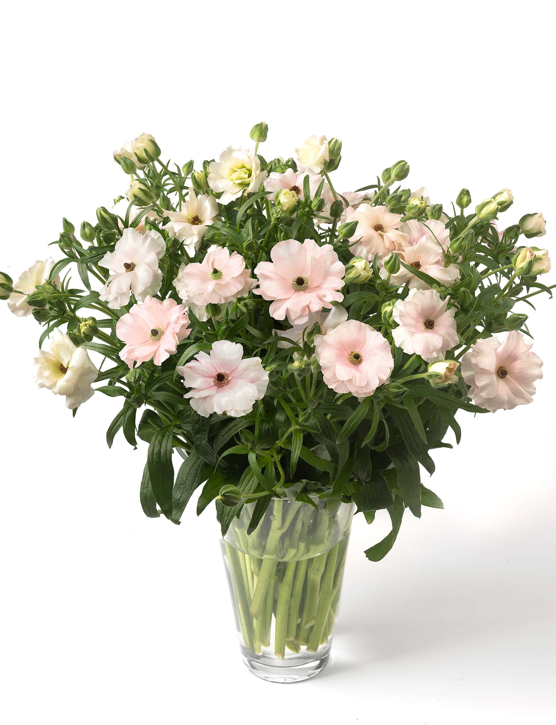 Ranunculus - Green Works - Specialist in Ranunculus