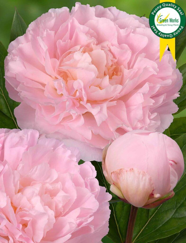 Peony King's Day (Early) - Green Works - Specialist in Peonies