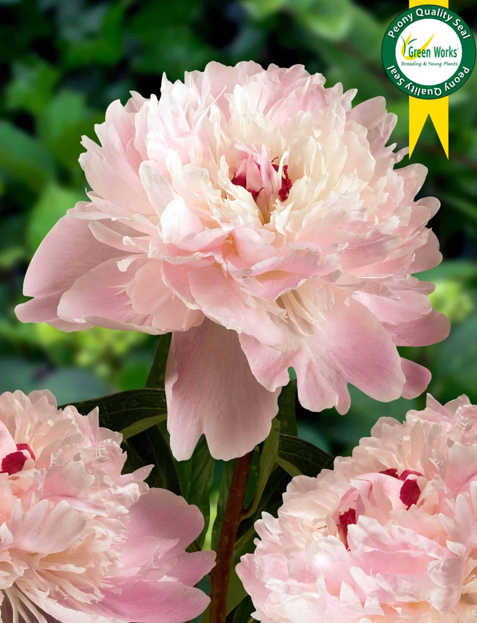 Peony Alertie (Very early) - Green Works - Specialist in Peonies