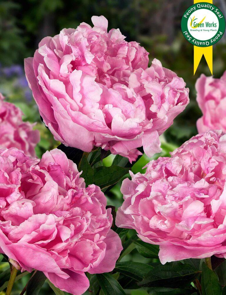 Peony Alertie (Very early) - Green Works - Specialist in Peonies