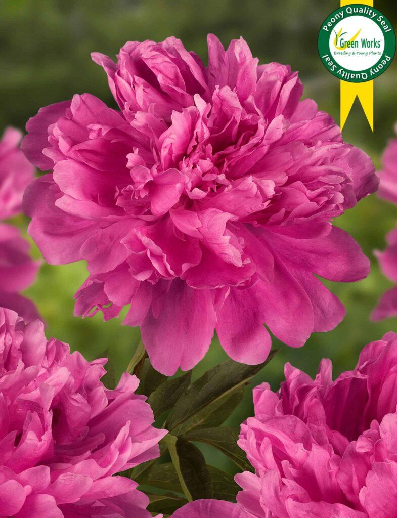 Peony Pastelegance (Early - mid.) - Green Works - Specialist in Peonies