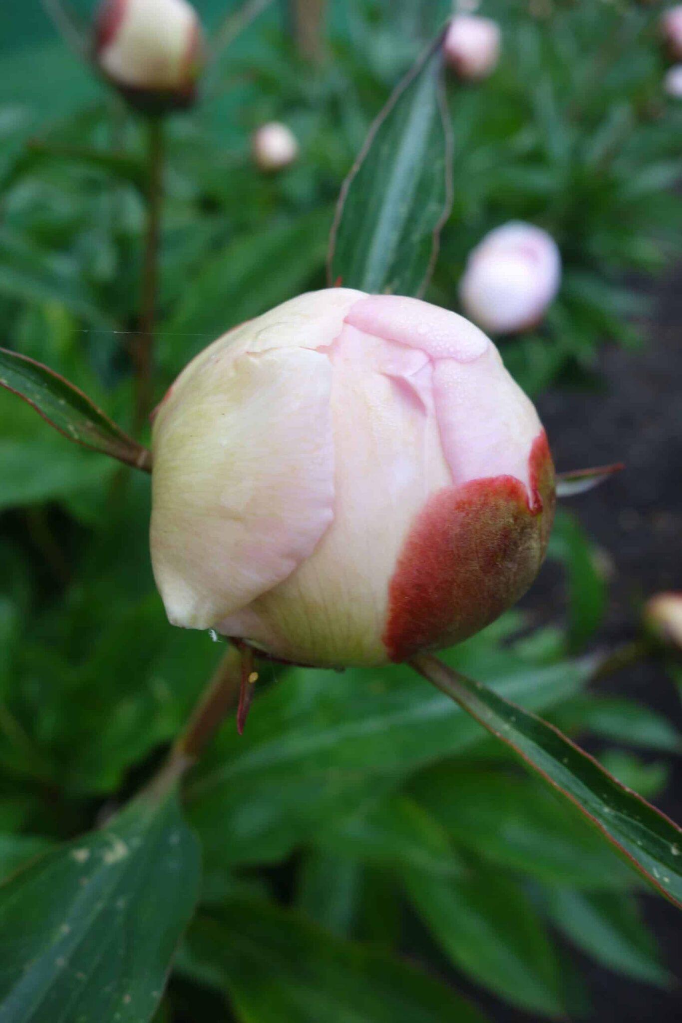 Peony Alertie (Very early) - Green Works - Specialist in Peonies