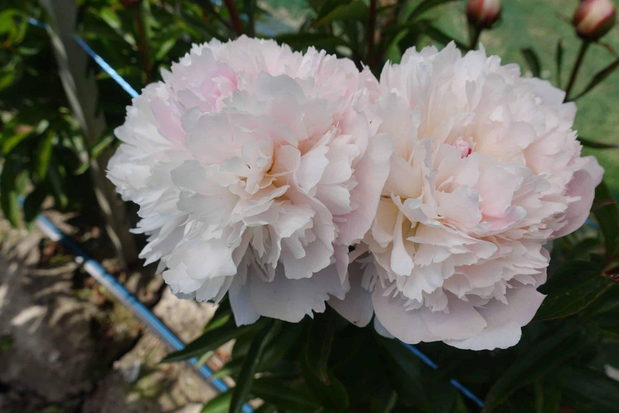 Peony Alertie (Very early) - Green Works - Specialist in Peonies