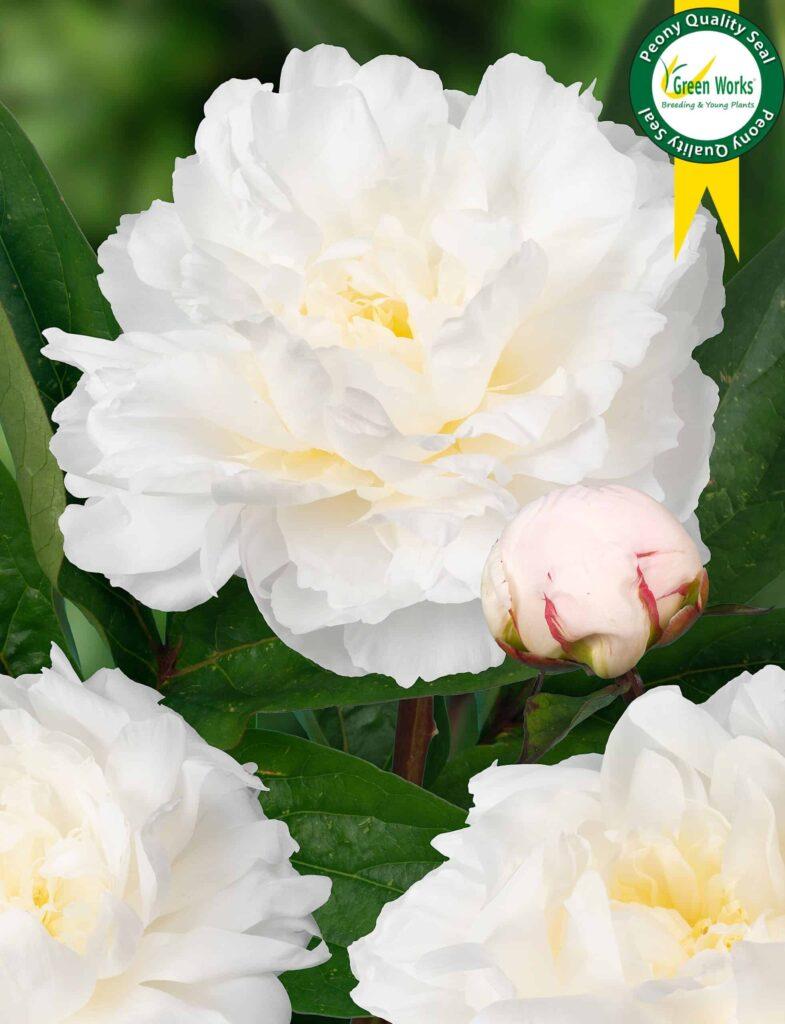 Peony Snow Mountain (Late) - Green Works - Specialist in Peonies