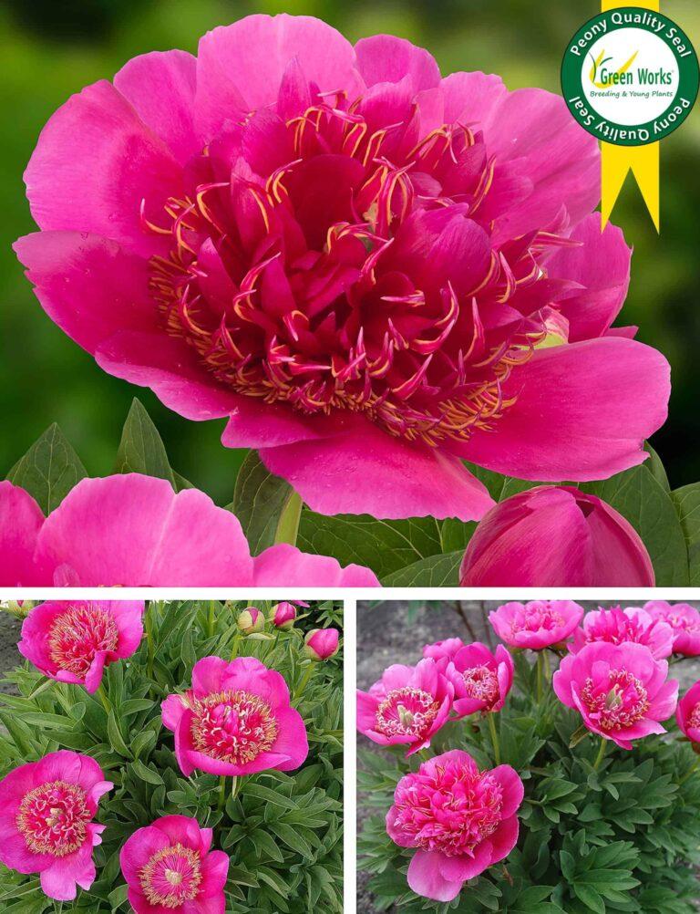 Peony Alertie (Very early) - Green Works - Specialist in Peonies