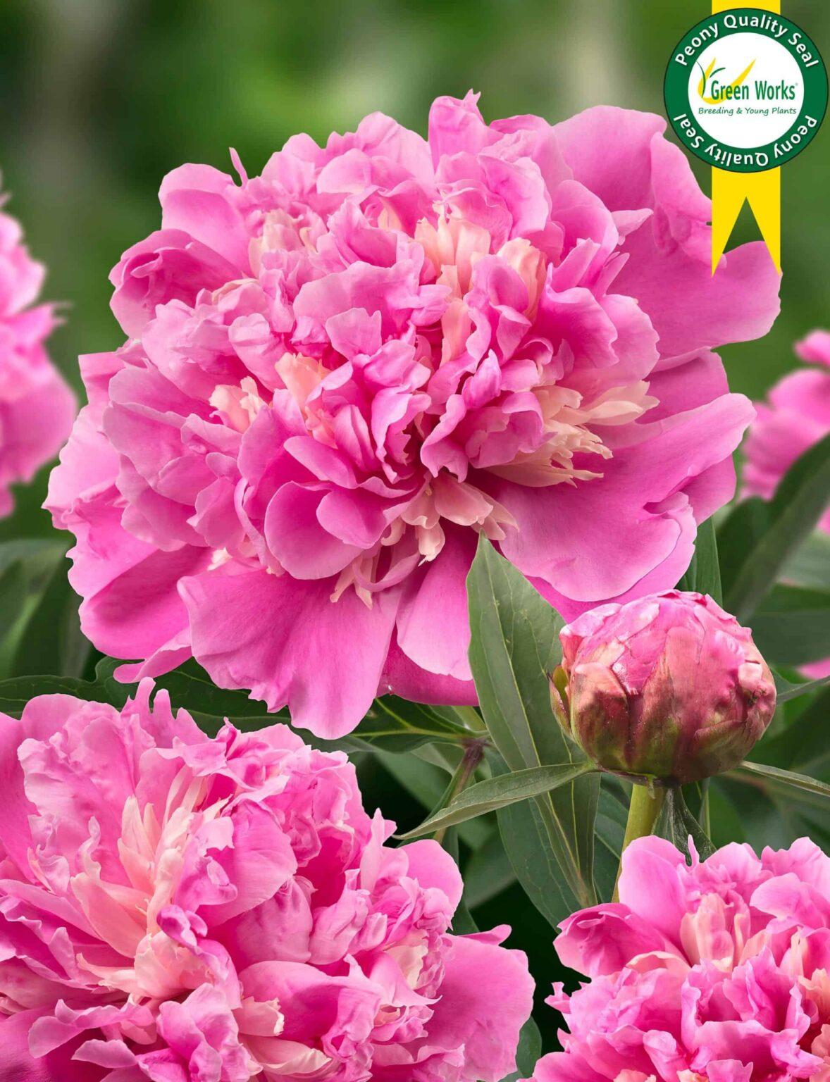 Peony Alertie (Very early) - Green Works - Specialist in Peonies