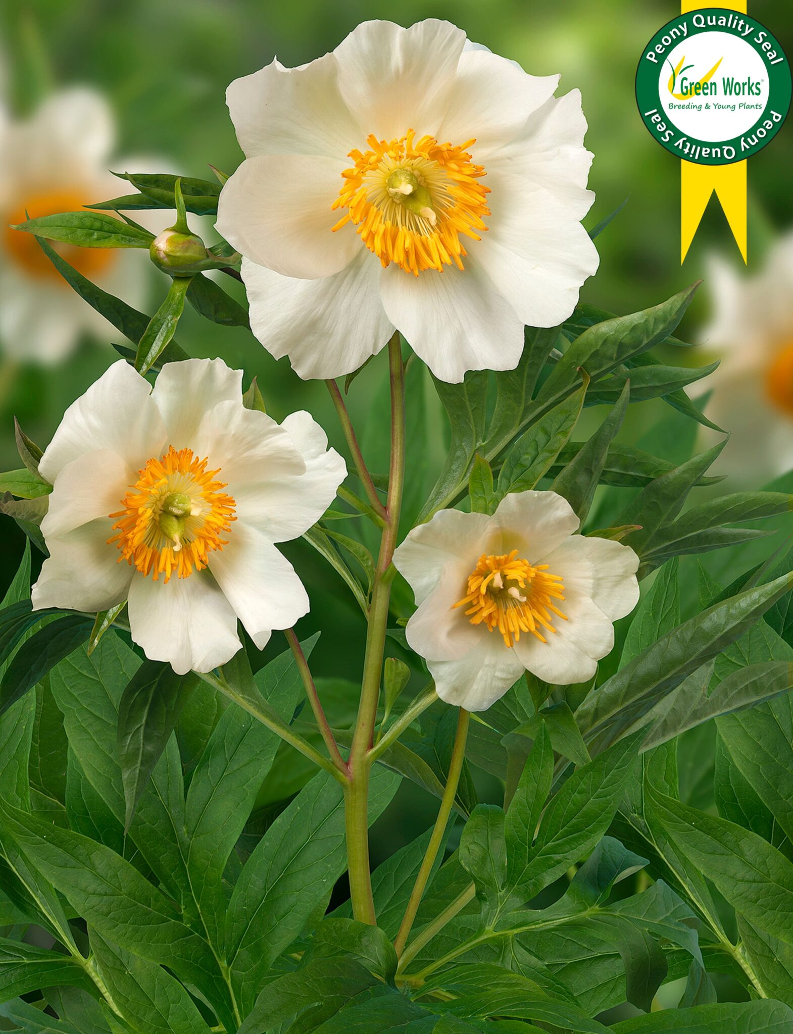 Peony Early Windflower (Very early) - Green Works - Specialist in Peonies