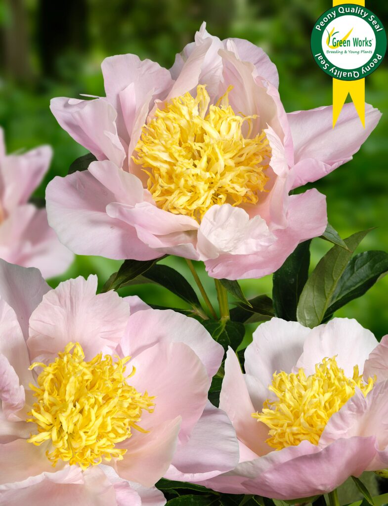 Peony Garden Lace (Early - mid.) - Green Works - Specialist in Peonies