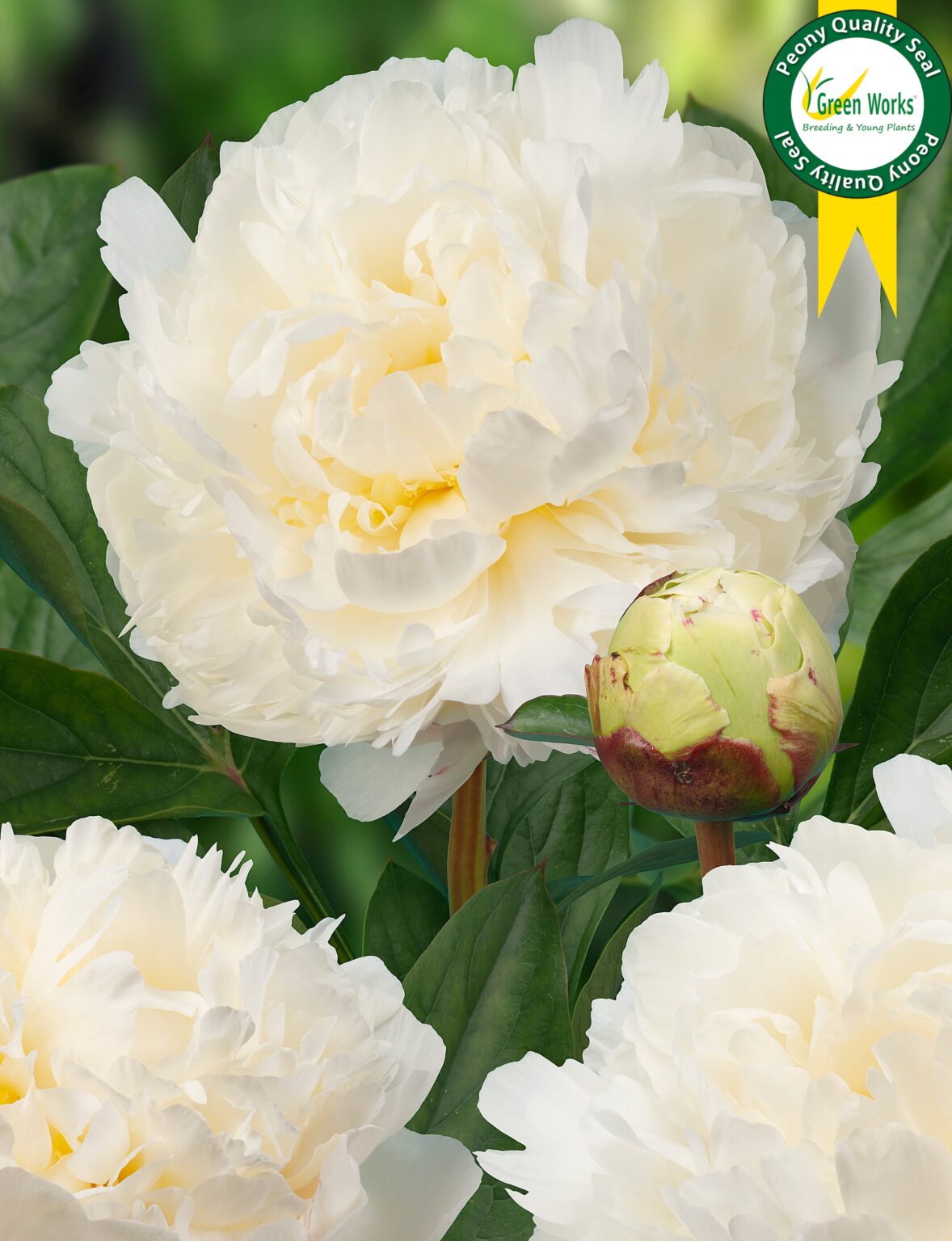 Peony Ivory Victory (Late) - Green Works - Specialist in Peonies
