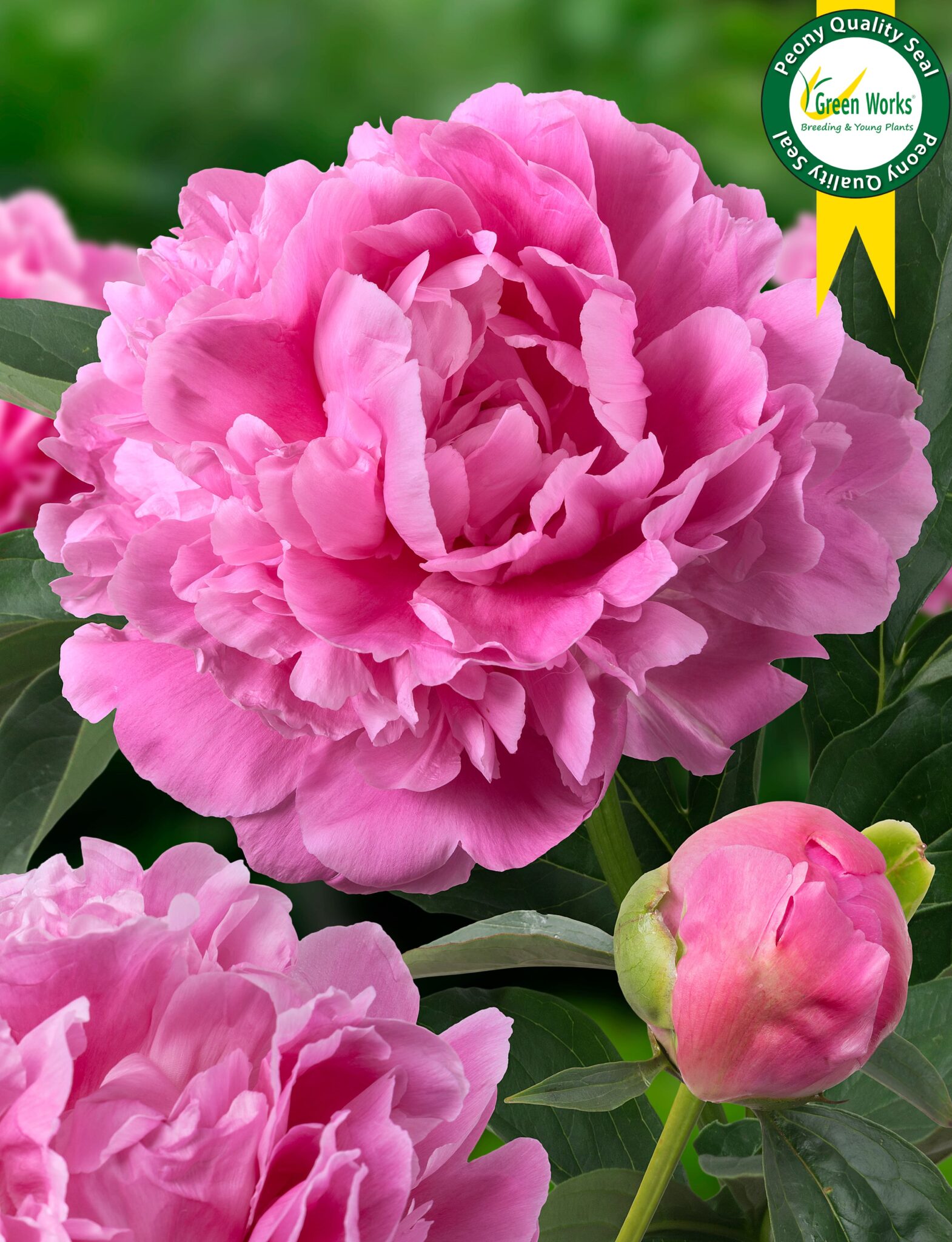 Peony Jacorma (Very late) - Green Works - Specialist in Peonies