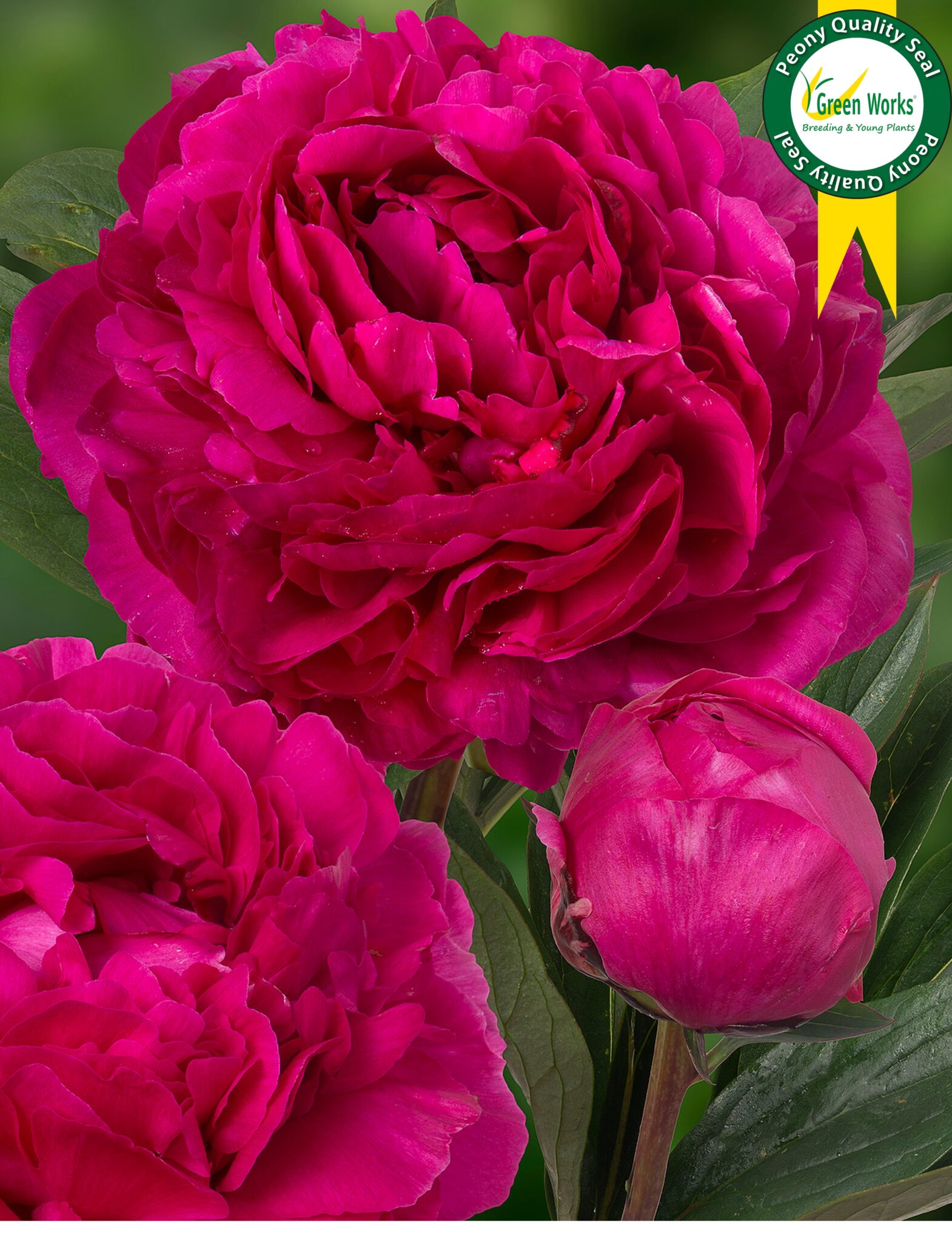Peony Kansas (Early - mid.) - Green Works - Specialist in Peonies