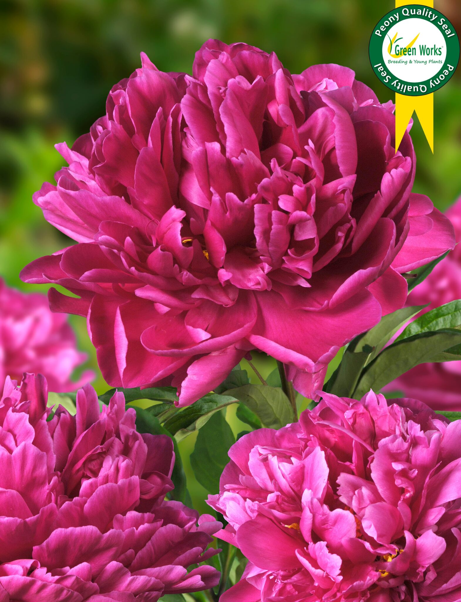 Peony Karl Rosenfield (Early - mid.) - Green Works - Specialist in Peonies