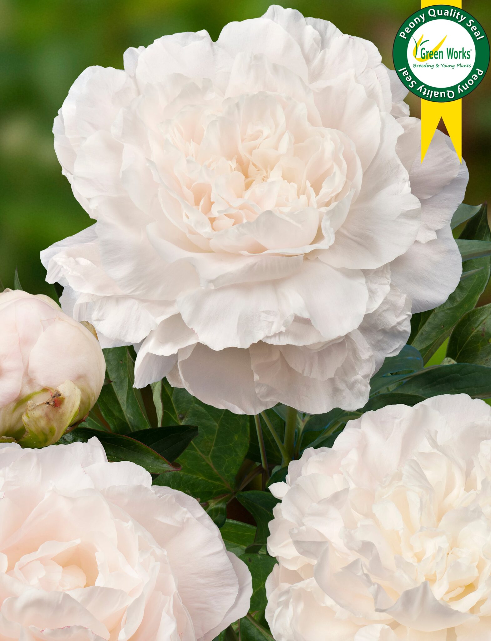 Peony Mother's Choice (Early - mid.) - Green Works - Specialist in Peonies