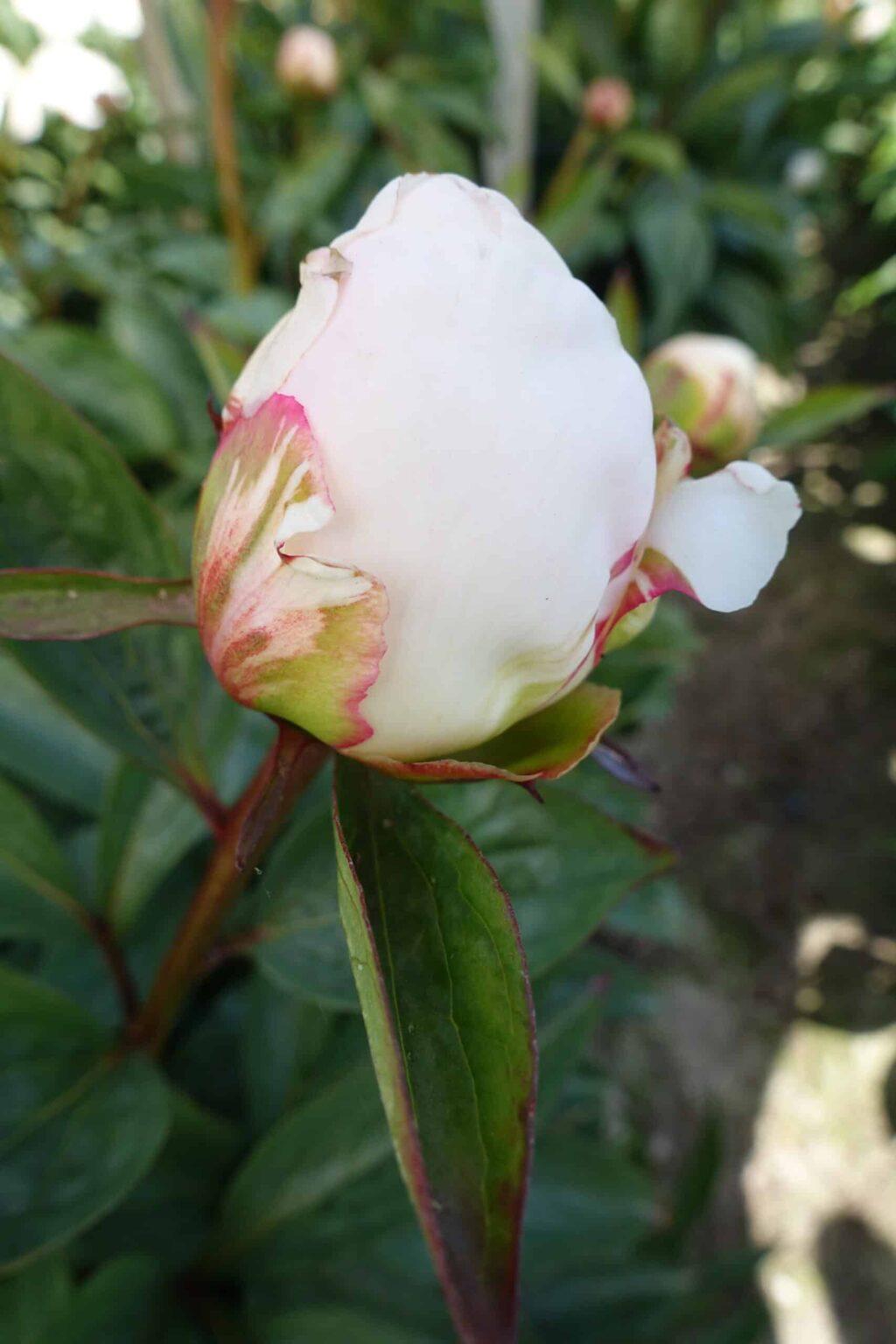 Peony Amalia Olson (Early - mid.) - Green Works - Specialist in Peonies