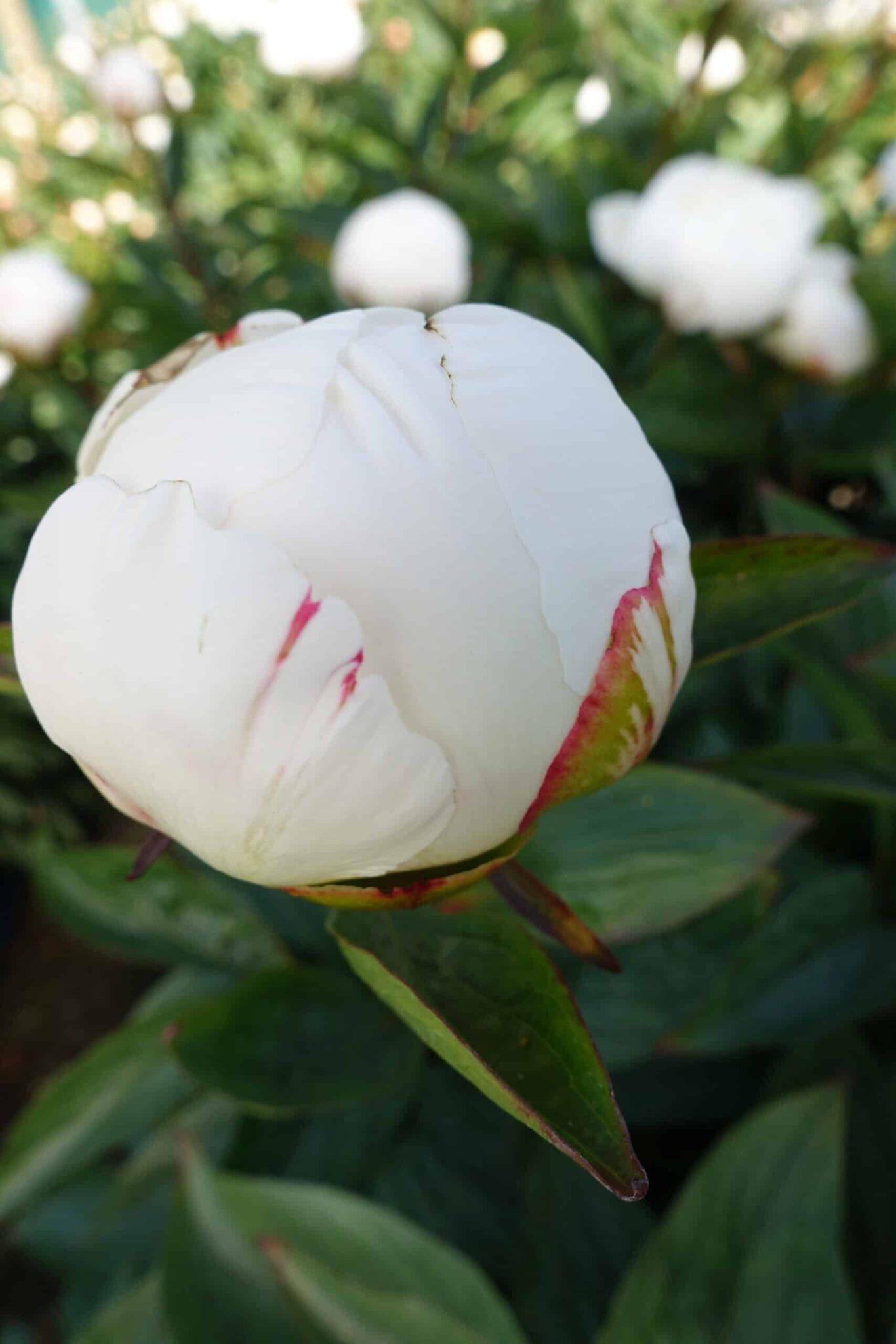 Peony Amalia Olson (Early - mid.) - Green Works - Specialist in Peonies