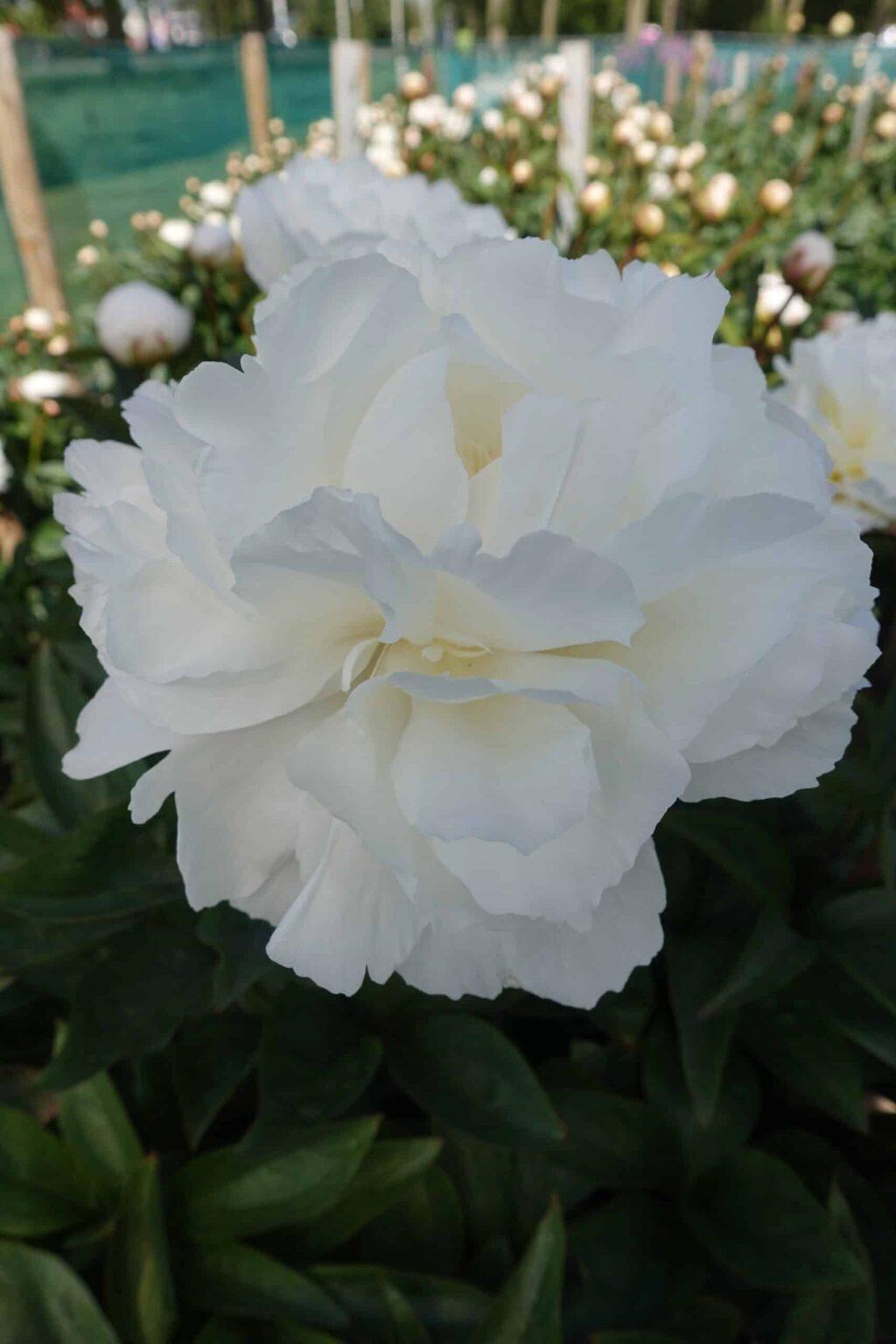 Peony Amalia Olson (Early - mid.) - Green Works - Specialist in Peonies