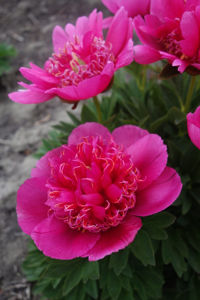 Peony Anemoniflora (Very early) - Green Works - Specialist in Peonies