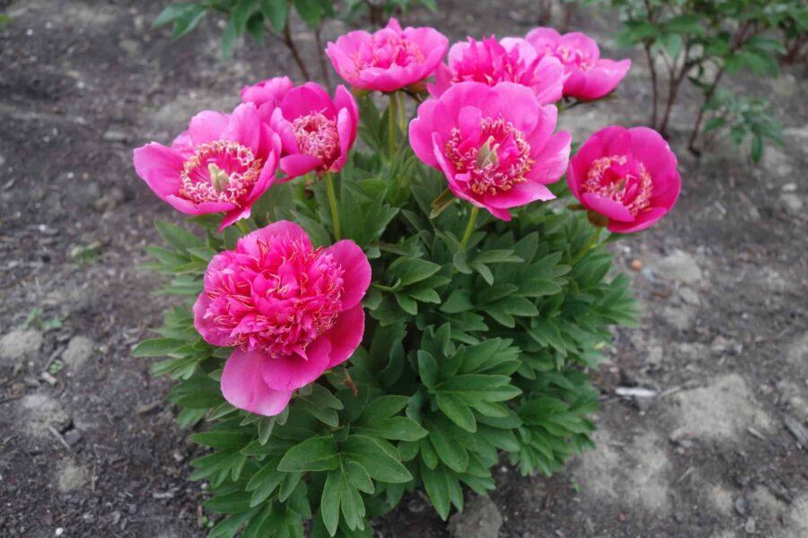 Peony Anemoniflora (Very early) - Green Works - Specialist in Peonies