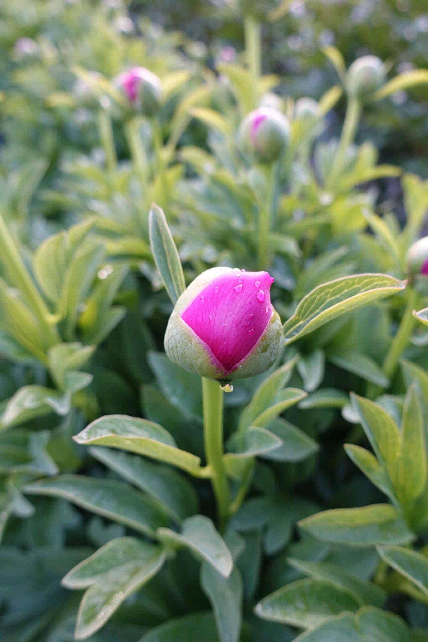 Peony Anemoniflora (Very early) - Green Works - Specialist in Peonies
