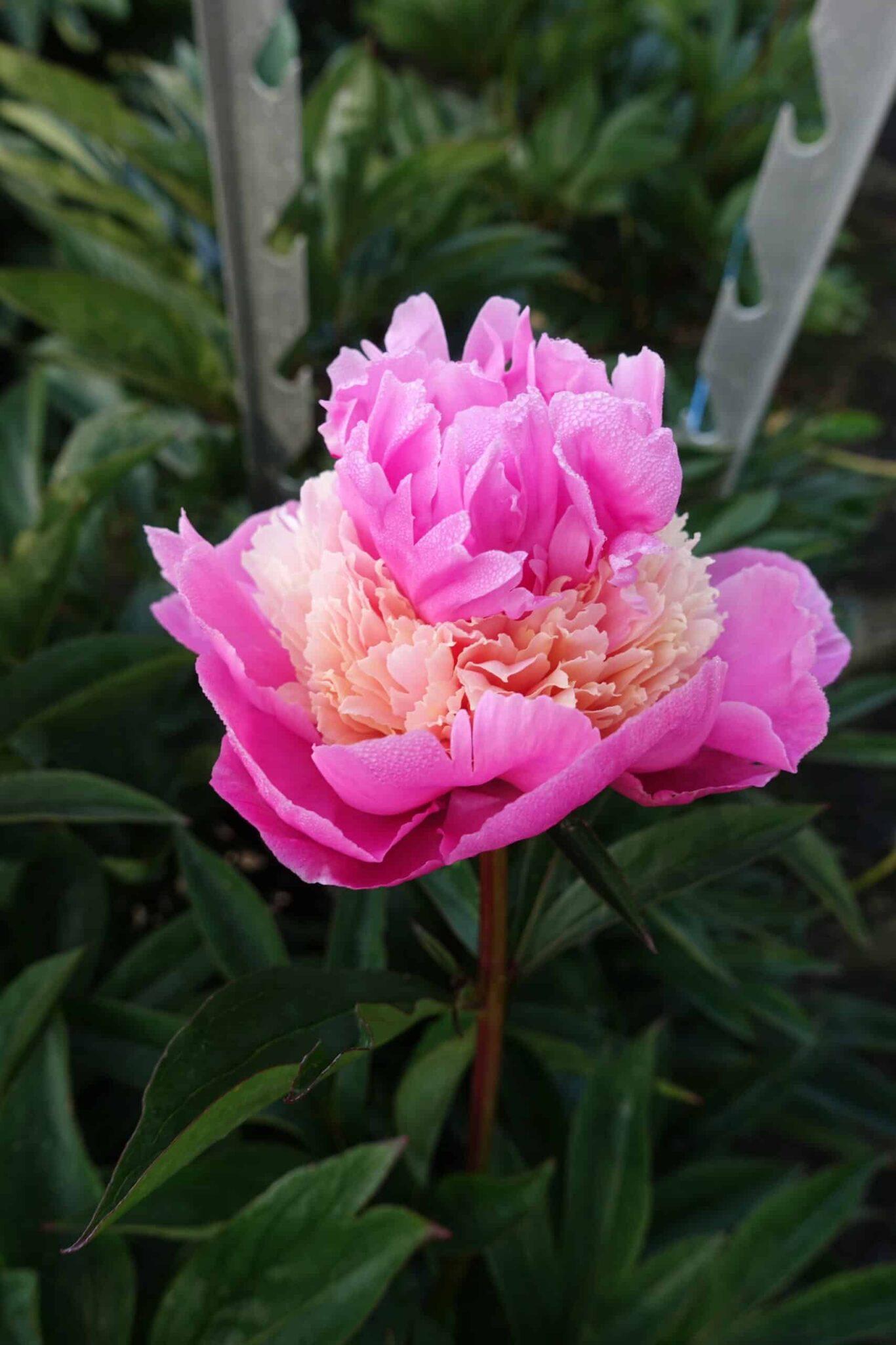 Paeonia - Green Works - Specialist in Peonies
