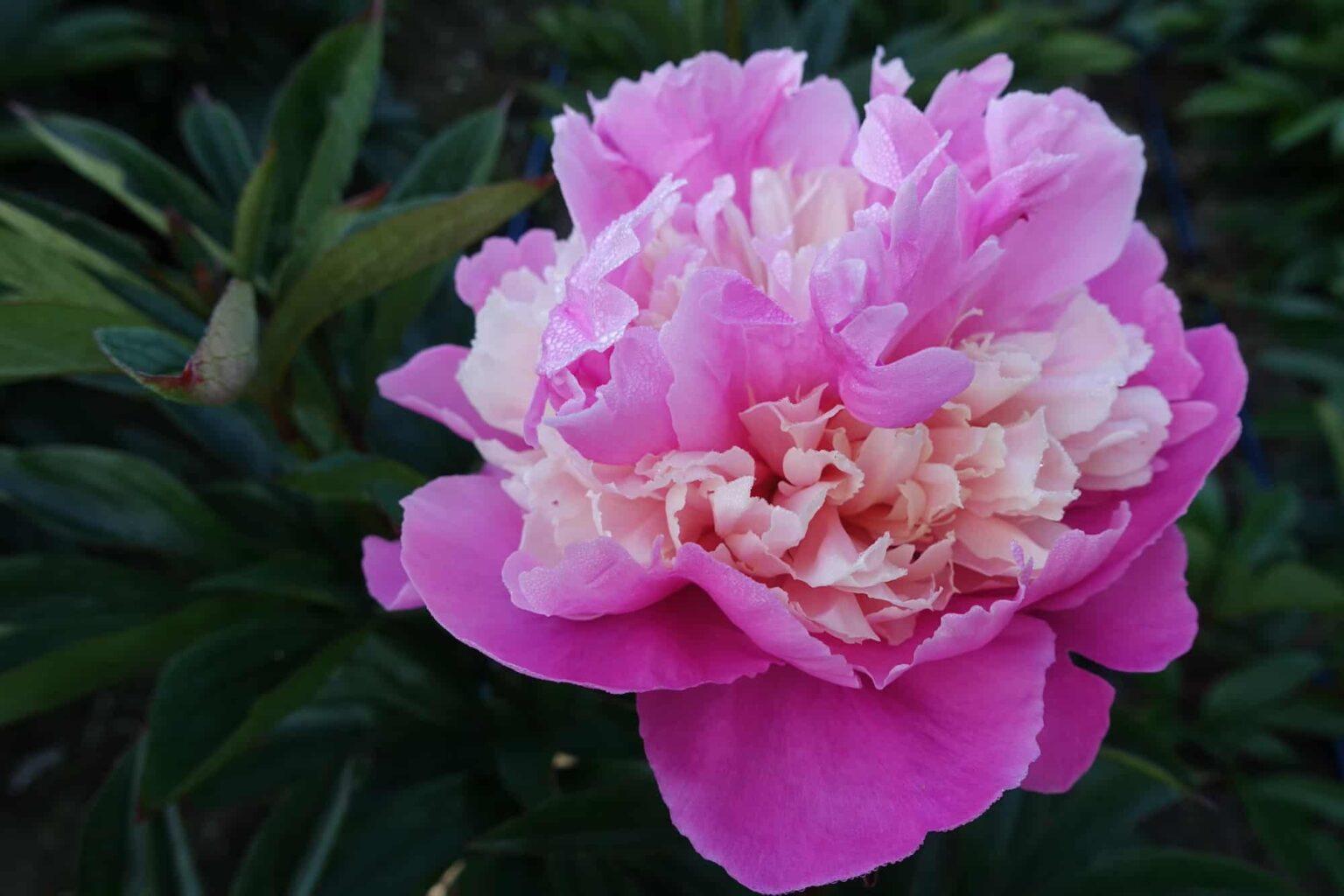 Peony Anima (Early - mid.) - Green Works - Specialist in Peonies
