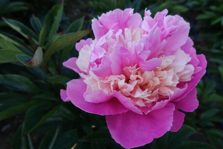 Peony Anima (Early - mid.) - Green Works - Specialist in Peonies