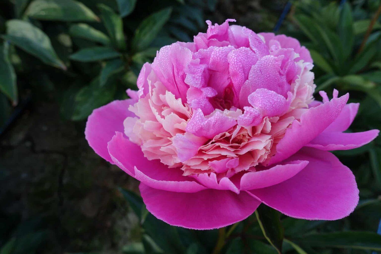 Peony Anima (Early - mid.) - Green Works - Specialist in Peonies