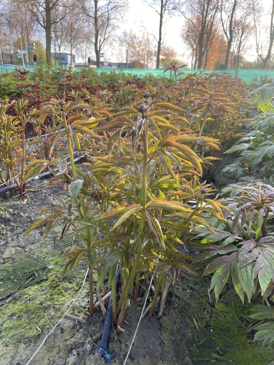 Peony Dynasty (Late) - Green Works - Specialist in Peonies