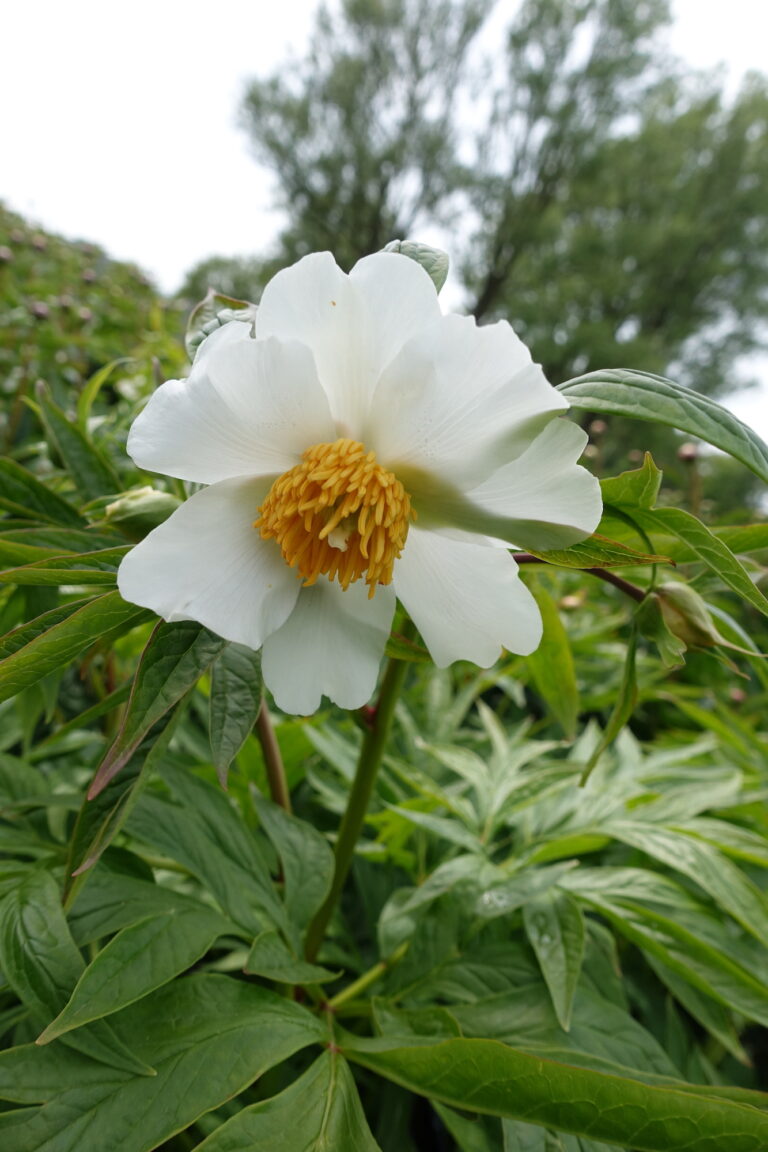 Peony Early Windflower (Very early) - Green Works - Specialist in Peonies