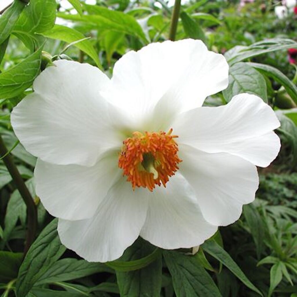 Peony Early Windflower (Very early) - Green Works - Specialist in Peonies