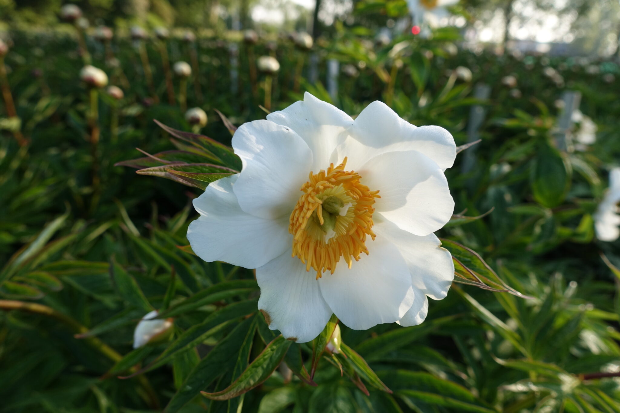 Peony Early Windflower (Very early) - Green Works - Specialist in Peonies