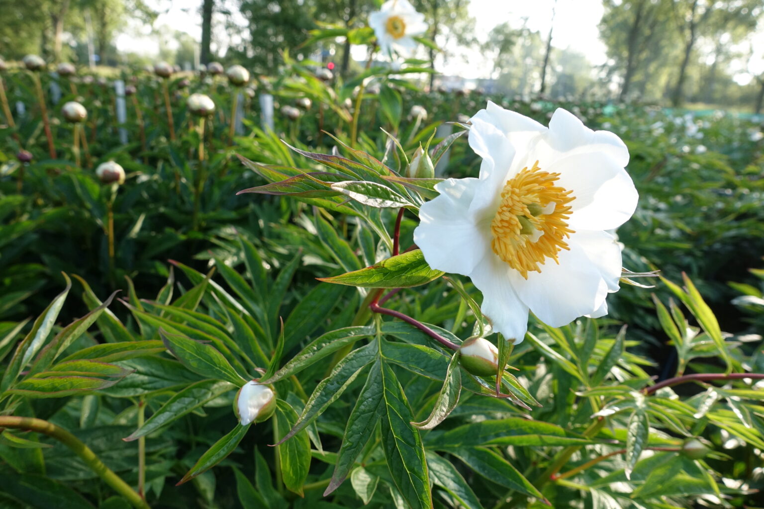 Peony Early Windflower (Very early) - Green Works - Specialist in Peonies