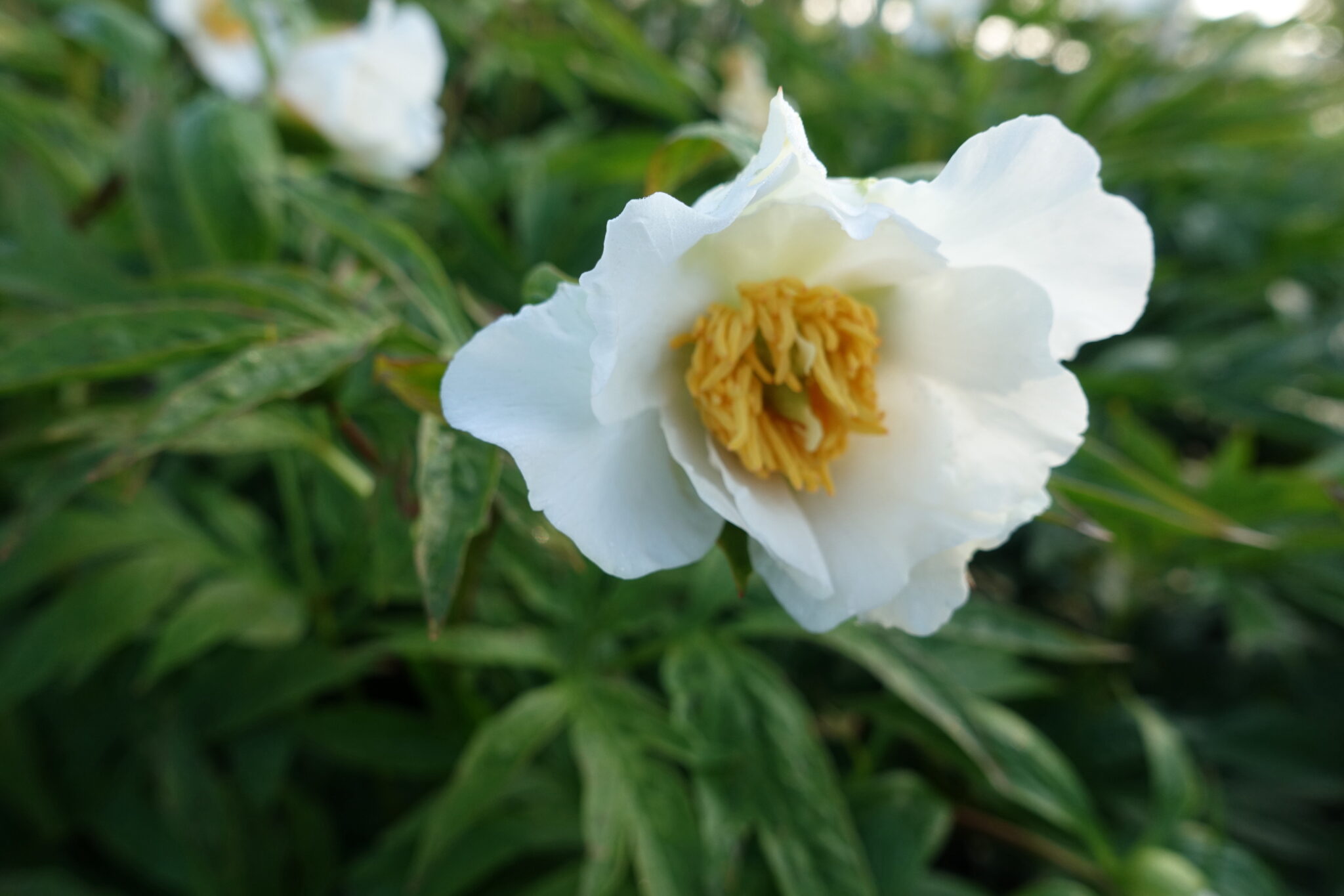 Peony Early Windflower (Very early) - Green Works - Specialist in Peonies