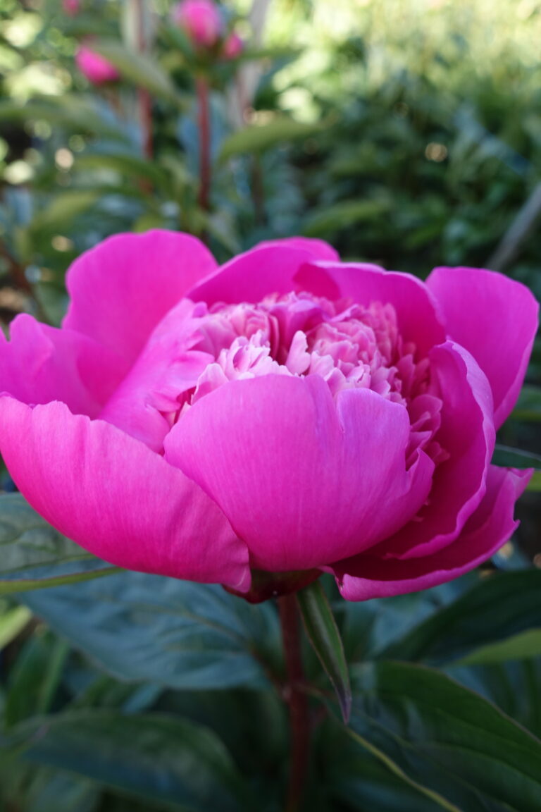 Peony Edulis Superba (Early - mid.) - Green Works - Specialist in Peonies