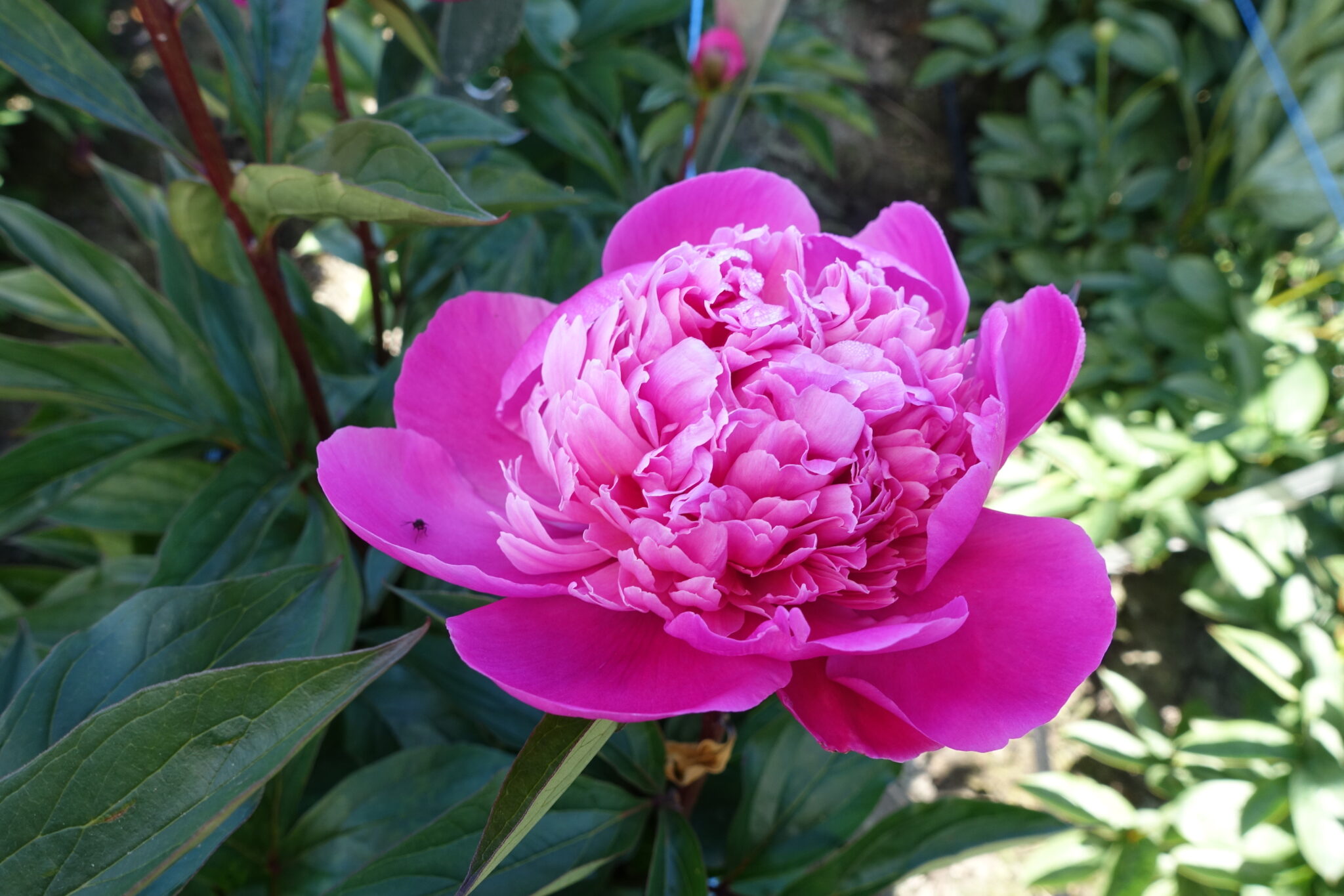 Peony Edulis Superba (Early - mid.) - Green Works - Specialist in Peonies