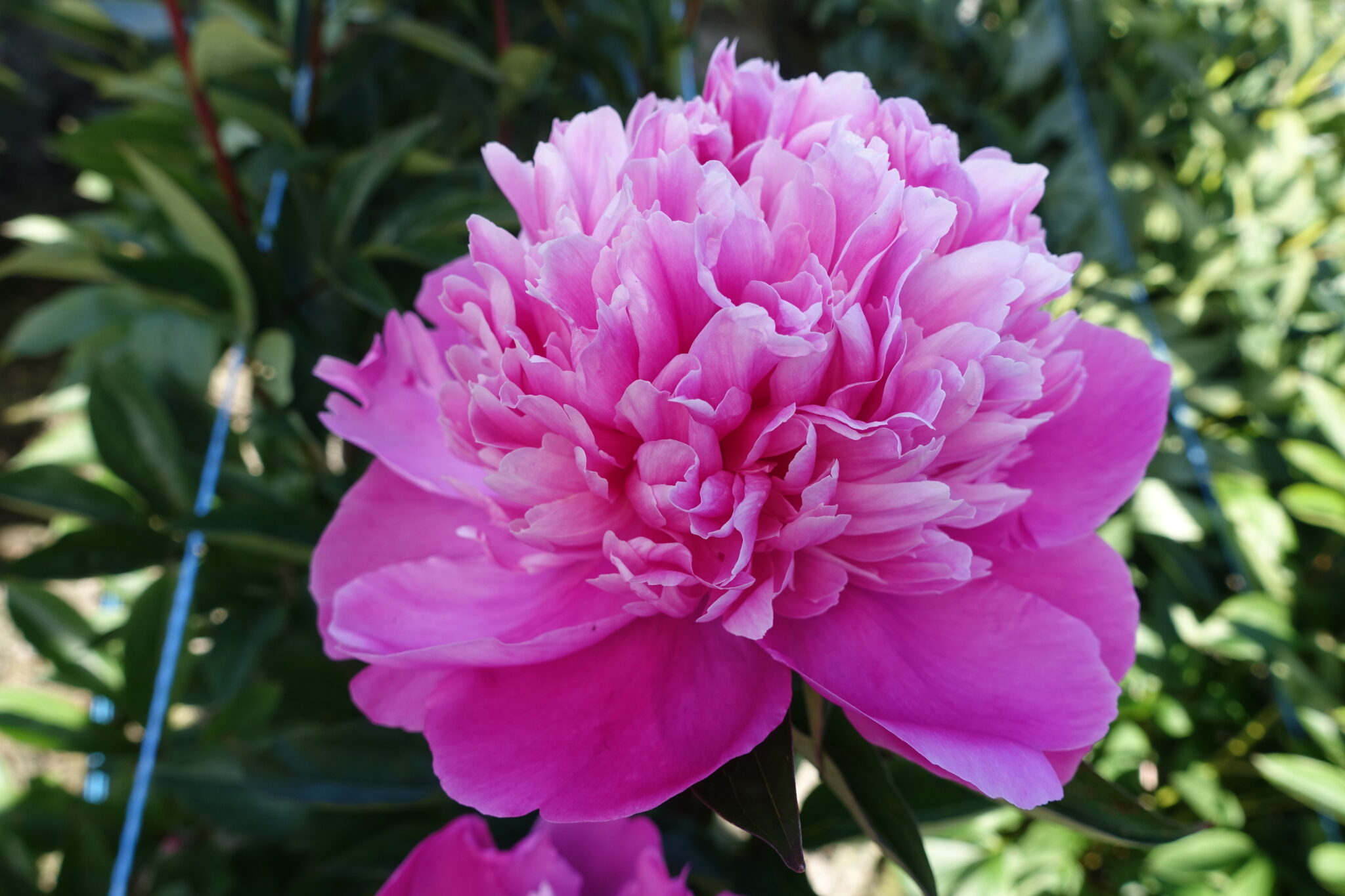Peony Edulis Superba (Early - mid.) - Green Works - Specialist in Peonies