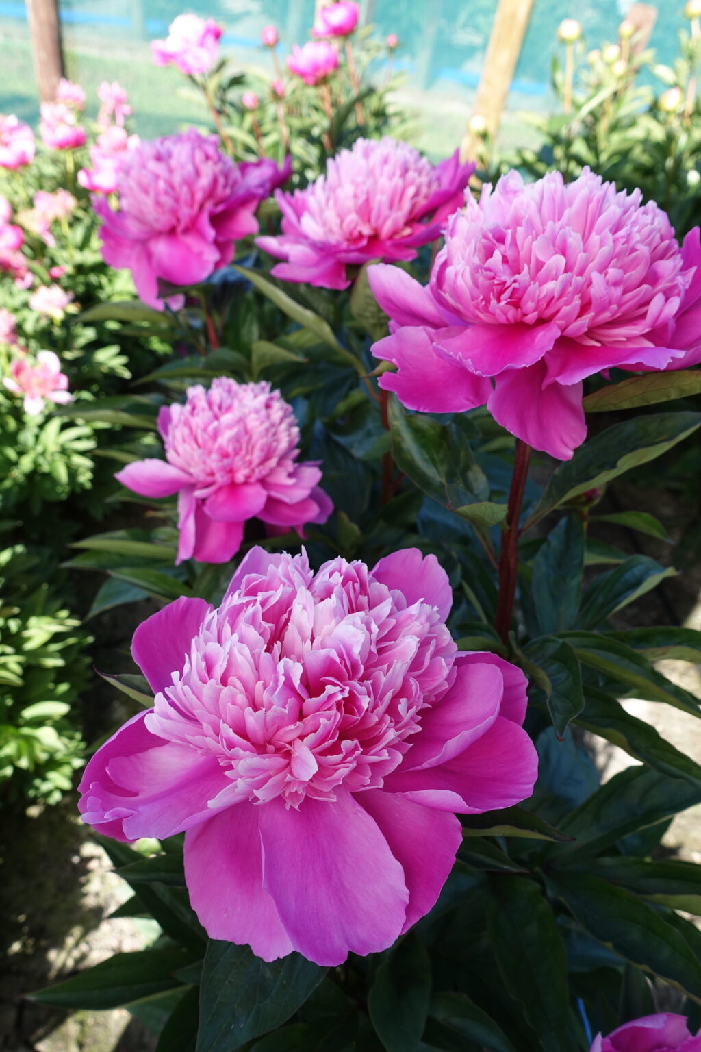 Peony Edulis Superba (Early - mid.) - Green Works - Specialist in Peonies