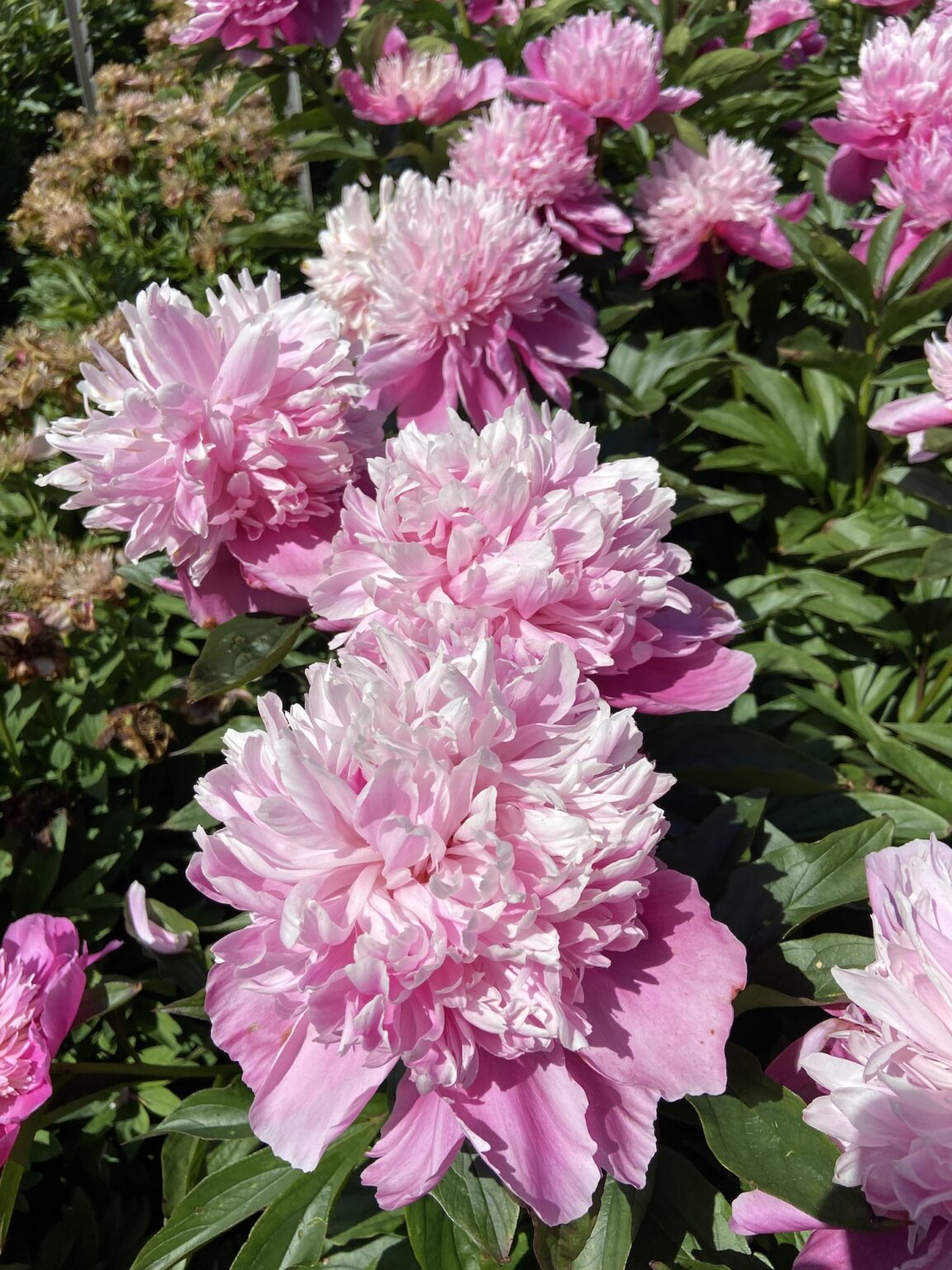 Peony Edulis Superba (Early - mid.) - Green Works - Specialist in Peonies