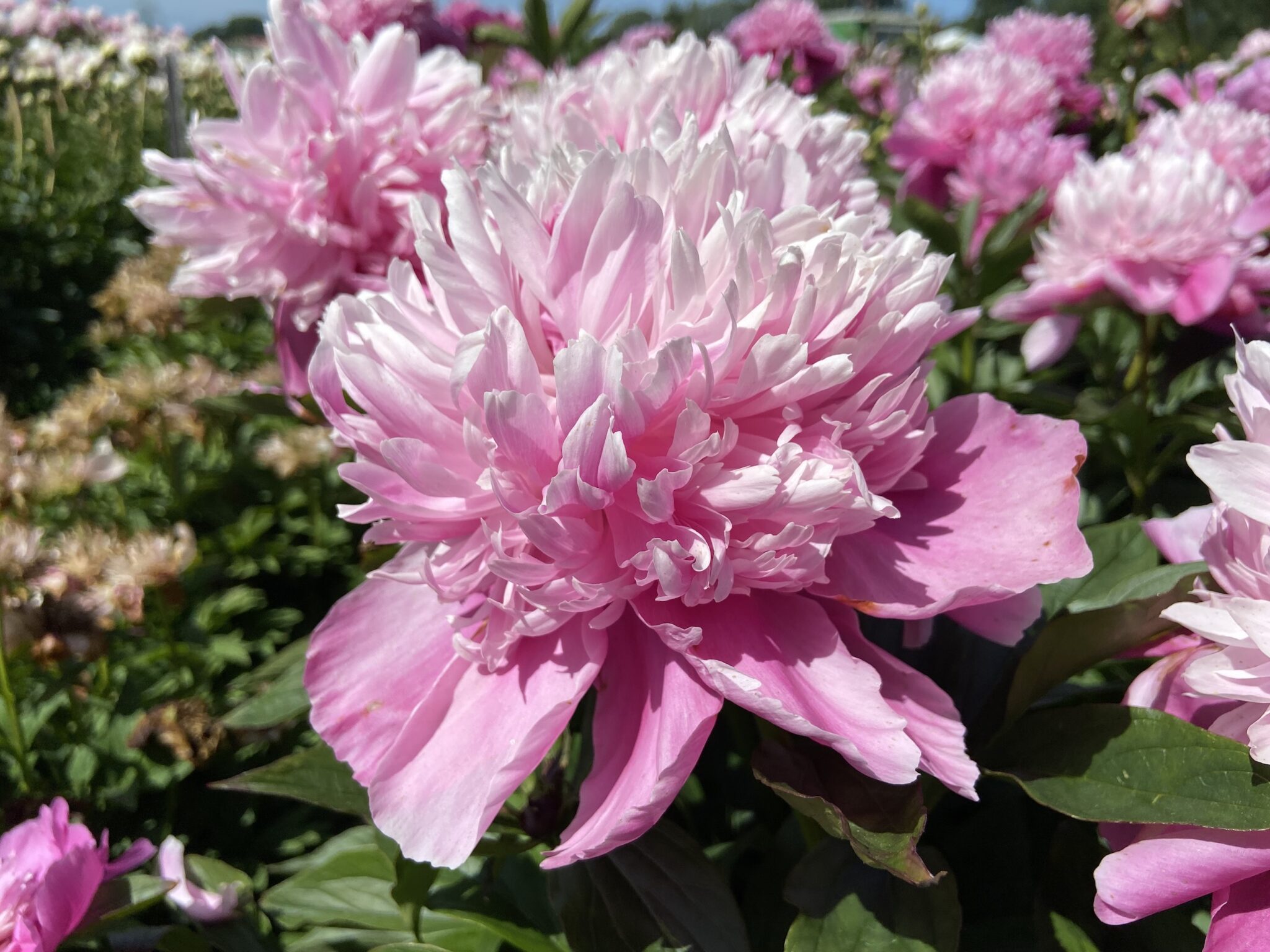 Peony Edulis Superba (Early - mid.) - Green Works - Specialist in Peonies