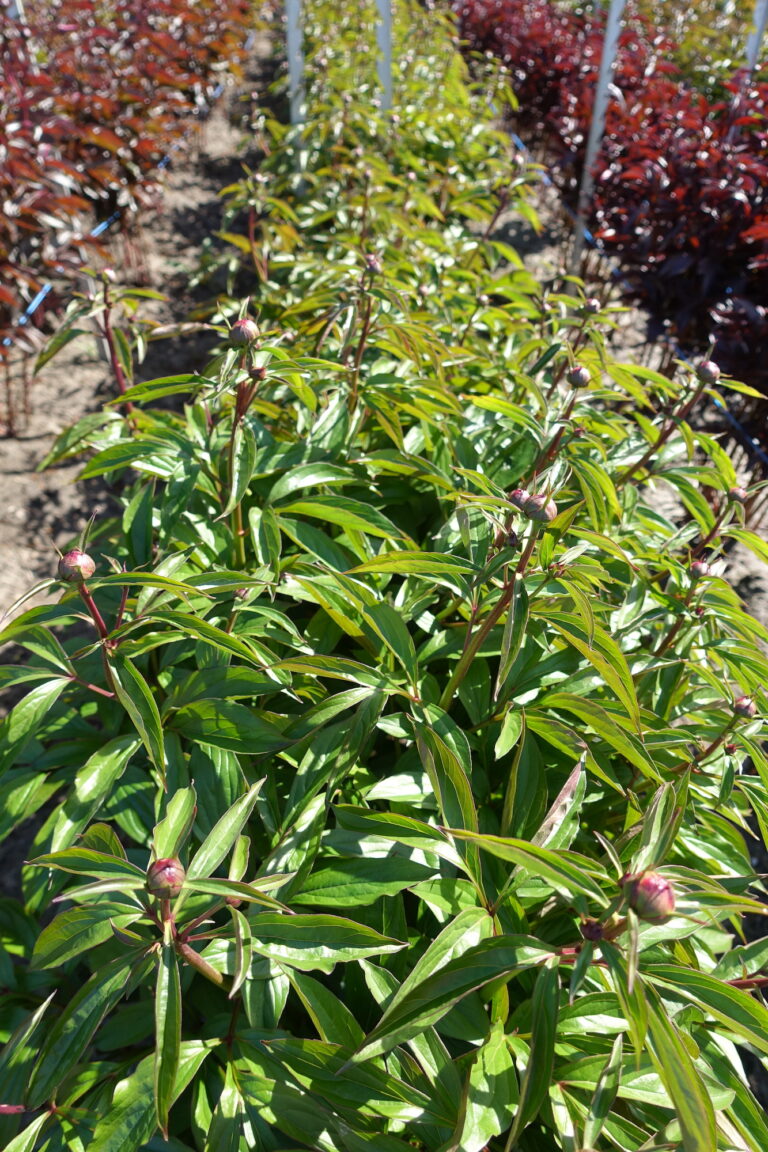 Peony Felix Supreme (Late) - Green Works - Specialist in Peonies