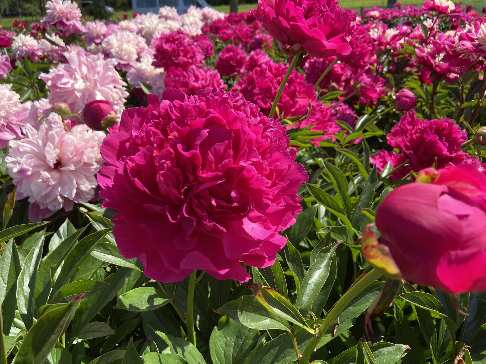 Peony Felix Supreme (Late) - Green Works - Specialist in Peonies