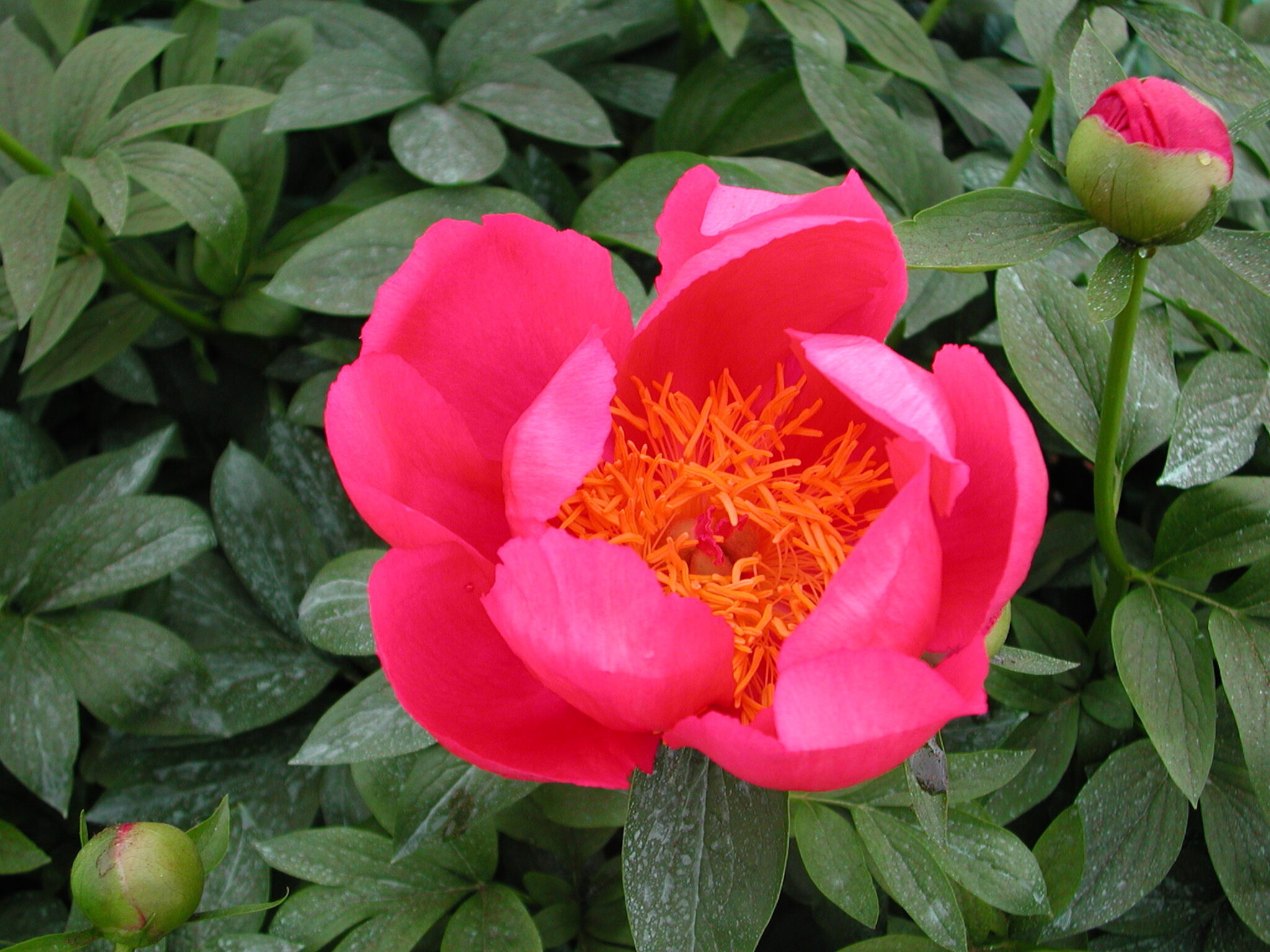 Peony Flame (Early) - Green Works - Specialist in Peonies