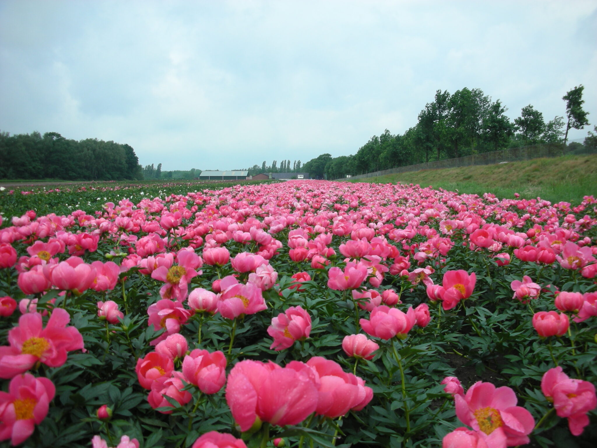 Peony Flame (Early) - Green Works - Specialist in Peonies