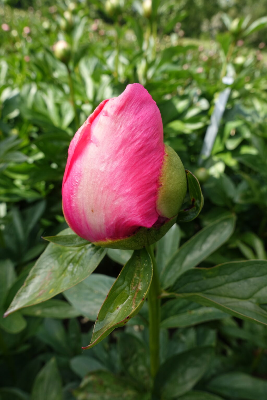 Peony Flame (Early) - Green Works - Specialist in Peonies