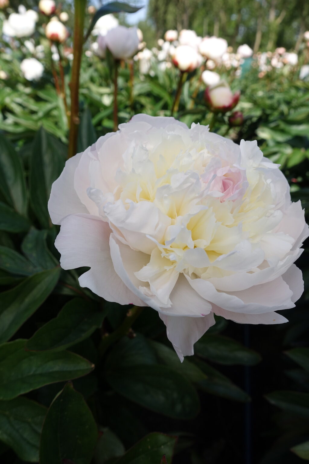 Peony Florence Nicholls (Early - mid.) - Green Works - Specialist in ...